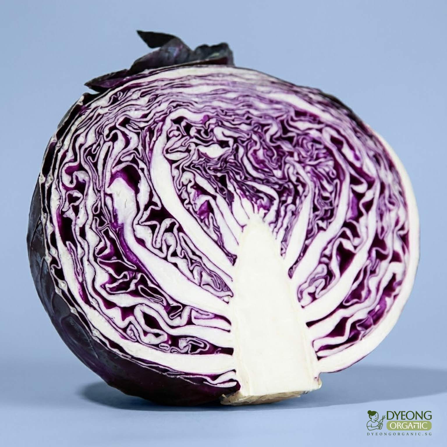 Organic Cabbage - Red (500g-cut) Australia - Dyeong Organic